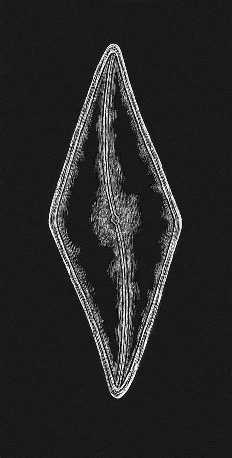 Geometry And Pattern In Nature 1 Exploring The Shapes Of Diatom