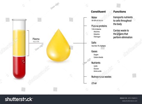 Composition Function Plasma Diagram Test Tubes Stock Vector Royalty