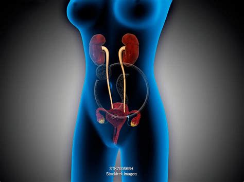 X Ray View Of Female Body With Reproductive Organs Stocktrek Images