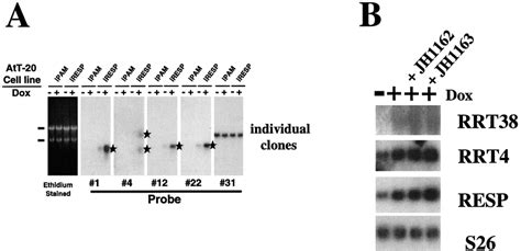 Northern Blot Analysis Shows Several Transcripts Are Responsive To