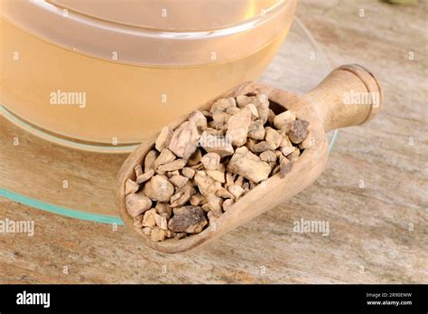 Polygonum Root Tea Polygoni Multiflori Radix In Cup Polygonum Root Knotweed Root Tea Stock