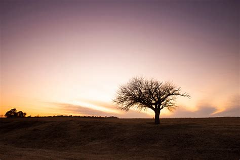 팜파스 평원 라 팜파 지방 파타고니아 아르헨티나의 꽃이 피는 들판 0명에 대한 스톡 사진 및 기타 이미지 0명 관광 나무 Istock