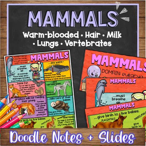 Mammals Doodle Notes And Quiz Pp Animal Characteristics And Classification