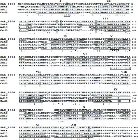 Amino Acid Alignment Of Sak 1604 Pote Adic And Cadb Multiple