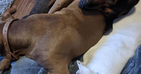 My Cuddle Puddle Album On Imgur