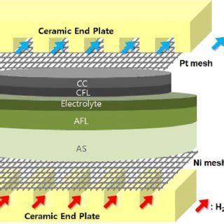 Schematic Of The Cell Test Setup Download Scientific Diagram