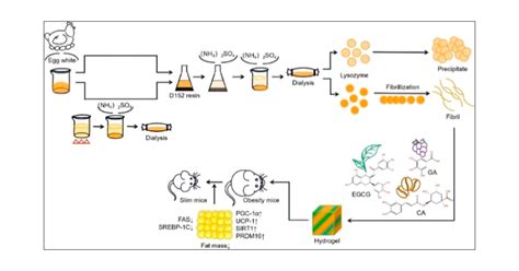 Lyotropic Phase Behaviour Of Dilute Aqueous Hen Lysozyme 56 Off