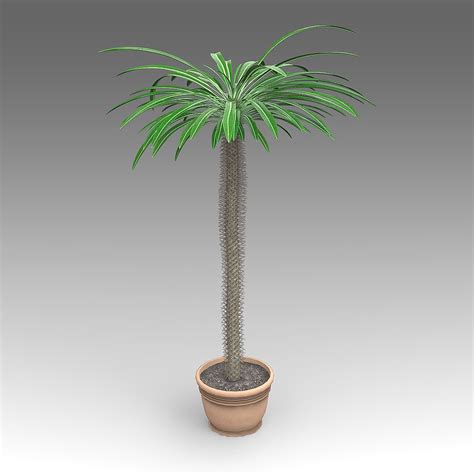 Pachypodium 3d Models Download Free3d