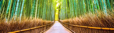 Bamboo Forest Japan Up