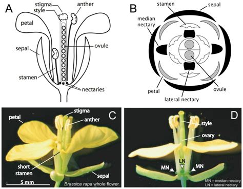 Brassica Rapa Flower Structure A Schematic Longitudinal Section Of