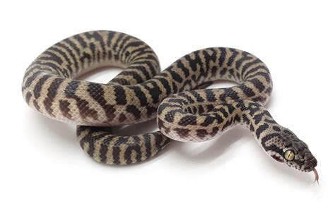 K23 005 Pygmy Banded Stimmy Male Colourful Critters