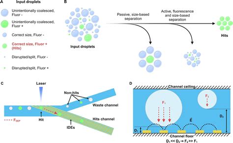 Dual Fluorescence And Size Based Selection For High Accuracy Droplet Sorting