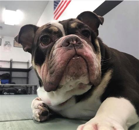 Josh And His Critters Home Facebook