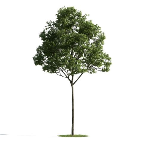 3d Scanned Trees Archmodels Vol 163 Evermotion
