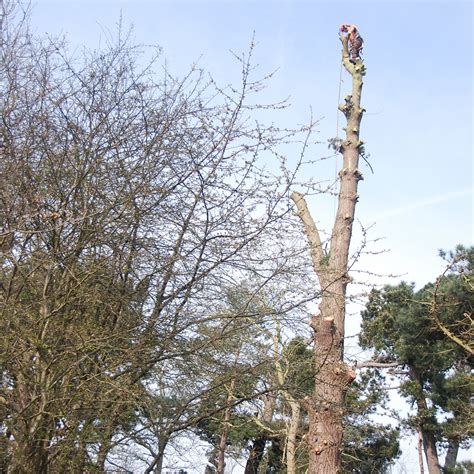 Tree Surgeon On Top Of Tall Tree After Maintenance Conservation Works