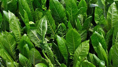 Chicória Uma Erva Encantadora Que Conquistou Meu Paladar No Brasil