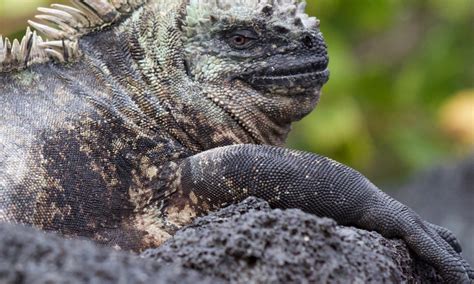 Online Course Introduction To Biology Evolution From Rice University Class Central