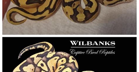 Fire Enchi Vs Firefly Ball Python Album On Imgur