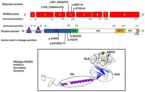 Biology Free Full Text New Genetic Variants Of Runx2 In Mexican
