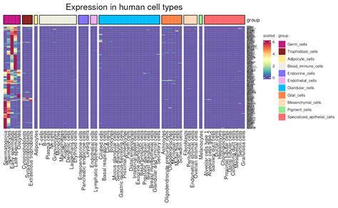 Cancer Testis Explorer CTexploreR