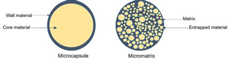 Two Major Types Of Microparticles Microcapsules And Micromatices Download Scientific Diagram