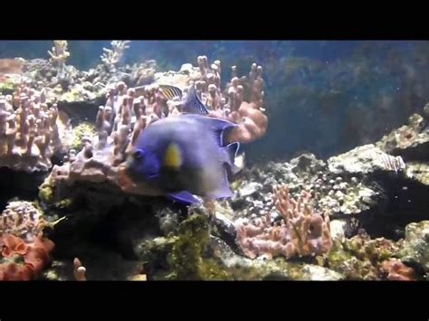 Aggressive Saltwater Fish Oceanic Aquarium Pomacanthus Asfur