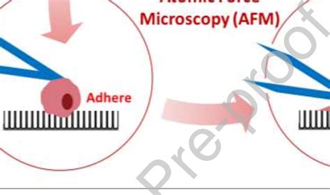 Use Of Afm For Single Cell Force Spectroscopy Scfs Schematic Download Scientific Diagram