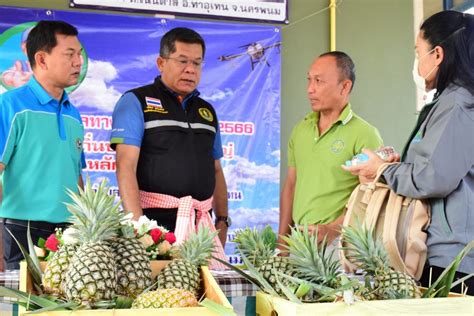 กรมส่งเสริมการเกษตรลงพื้นที่นครพนนม ชูไม้ผล Gi “สับปะรดหวานท่าอุเทน