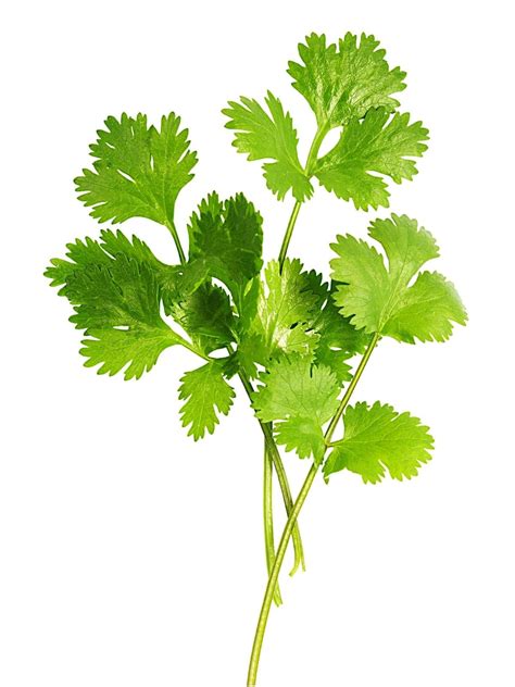 Cilantro Leaves