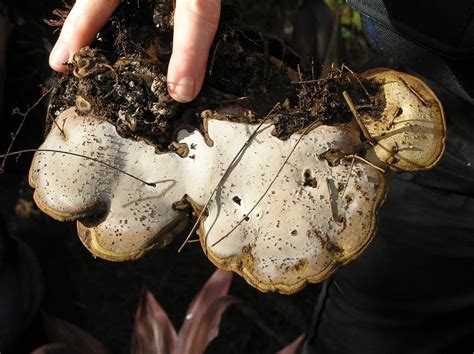 Recognizing Ganoderma Symptoms Learn About Ganoderma Root Rot Gardening Know How