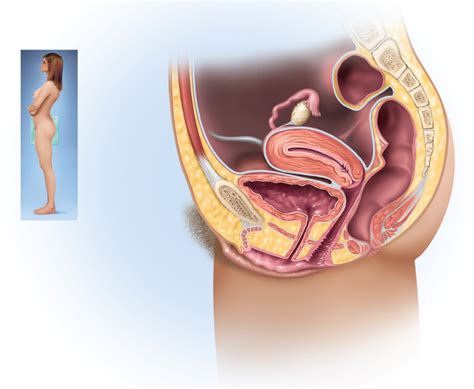 Lab Test 4 Diagram Quizlet Lab Test 4 Diagram Quizlet