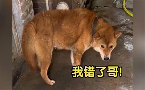 狗子：我这不叫怂，我这叫识时务者为俊狗！ 十四毅 十四毅 哔哩哔哩视频