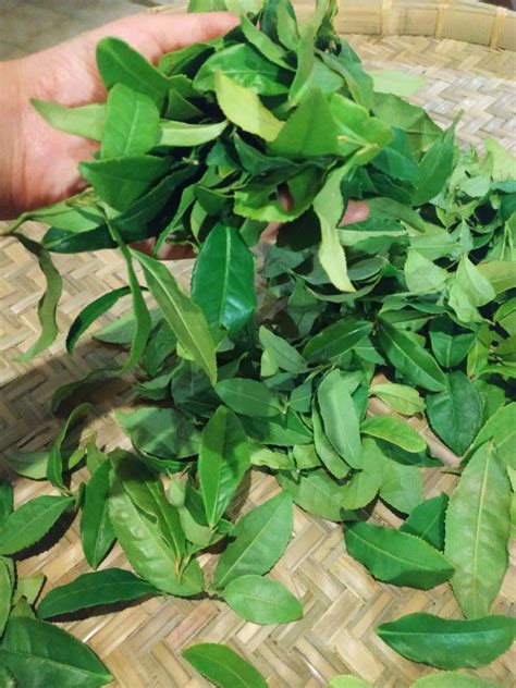 Oolong Tea Iii Plucking Processing Semi Fermented Tea Method And Sensory Evaluating Workshop