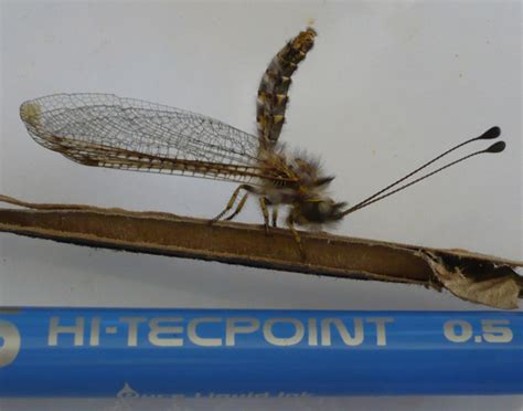 Owlfly All You Need To Know Quick Guide To Fascinating Facts What