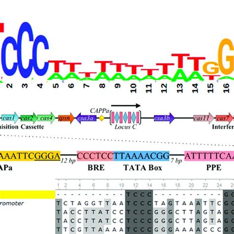 Crispr Associated Palindromes In S Solfataricus A Sequence Logo