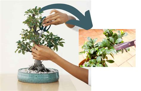 How To Trim Ficus Bonsai Step By Step Guide 2025