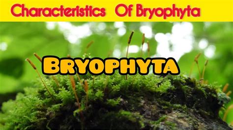 Characteristics Of Bryophyta Important Features Of Bryophyta Plant Kingdom Botany Cbz
