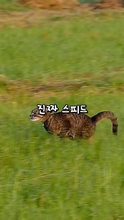 고양이가 숨기고 있는 진짜 스피드ㄷㄷ Youtube