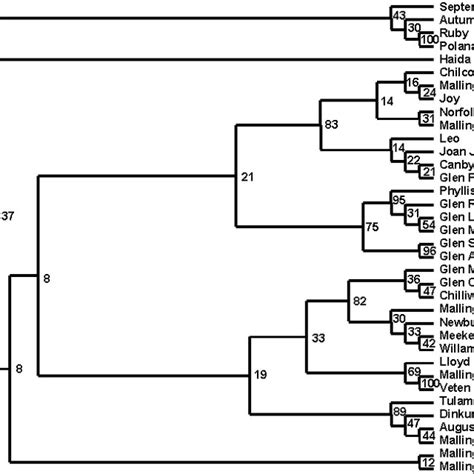 dendrogram of 36 raspberry cultivars generated by the upgma method from