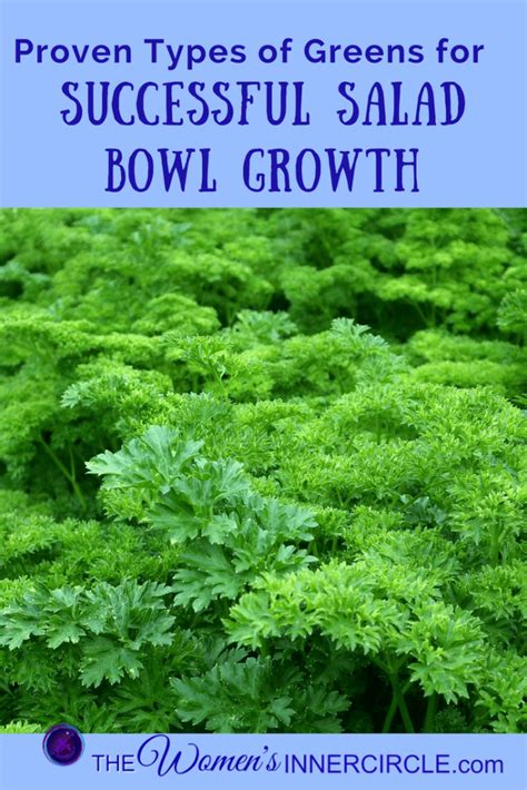 Proven Types Of Greens For Successful Salad Bowl Growth The Women S Inner Circle