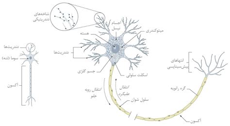بافت عصبی، سیناپس و انتقال‌دهنده‌های عصبی