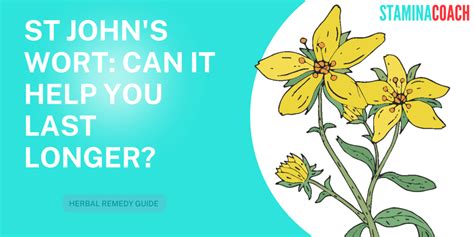St Johns Wort For Premature Ejaculation Stamina Coach
