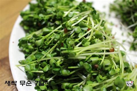 새싹 채소 키우기 7일차 드디어 새싹 비빔밥을 해먹었어요~ 네이버 블로그
