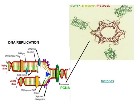 Ppt Pcna Powerpoint Presentation Free Download Id4570688