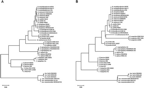 Bacillus Subtilis Plos One