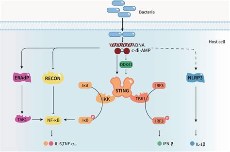 Cyclic Adenosine Monophosphate