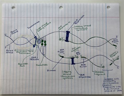 Dna Replication Axreardon2024