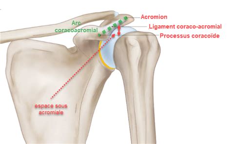 Shoulder Impingement Syndrome Osteomag