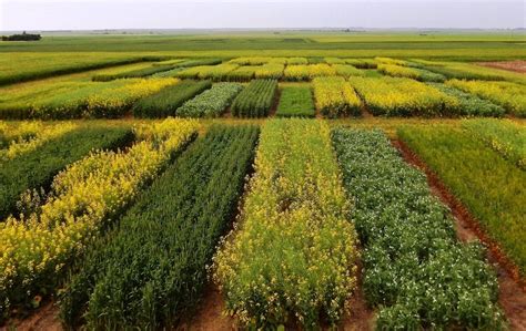 Agronomy For Sustainable Development