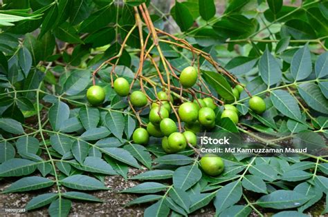 Daun Dan Buah Mimba Biji Mimba Dengan Daun Tanaman Tanaman Obat Pohon Mimba Mimba Dikenal